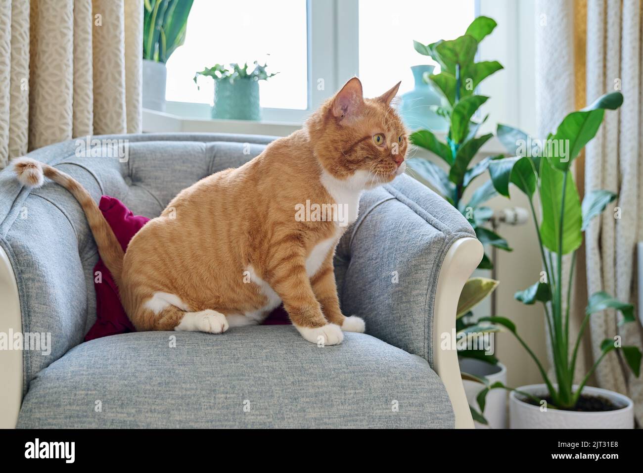 Big red funny cat sitting on a velvet chair at home Stock Photo - Alamy