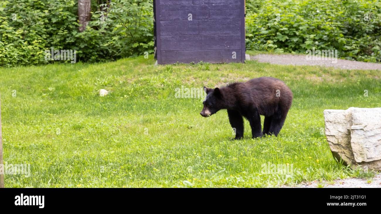 Black Bear in a city park. Spring Season. Minnekhada Regional Park ...