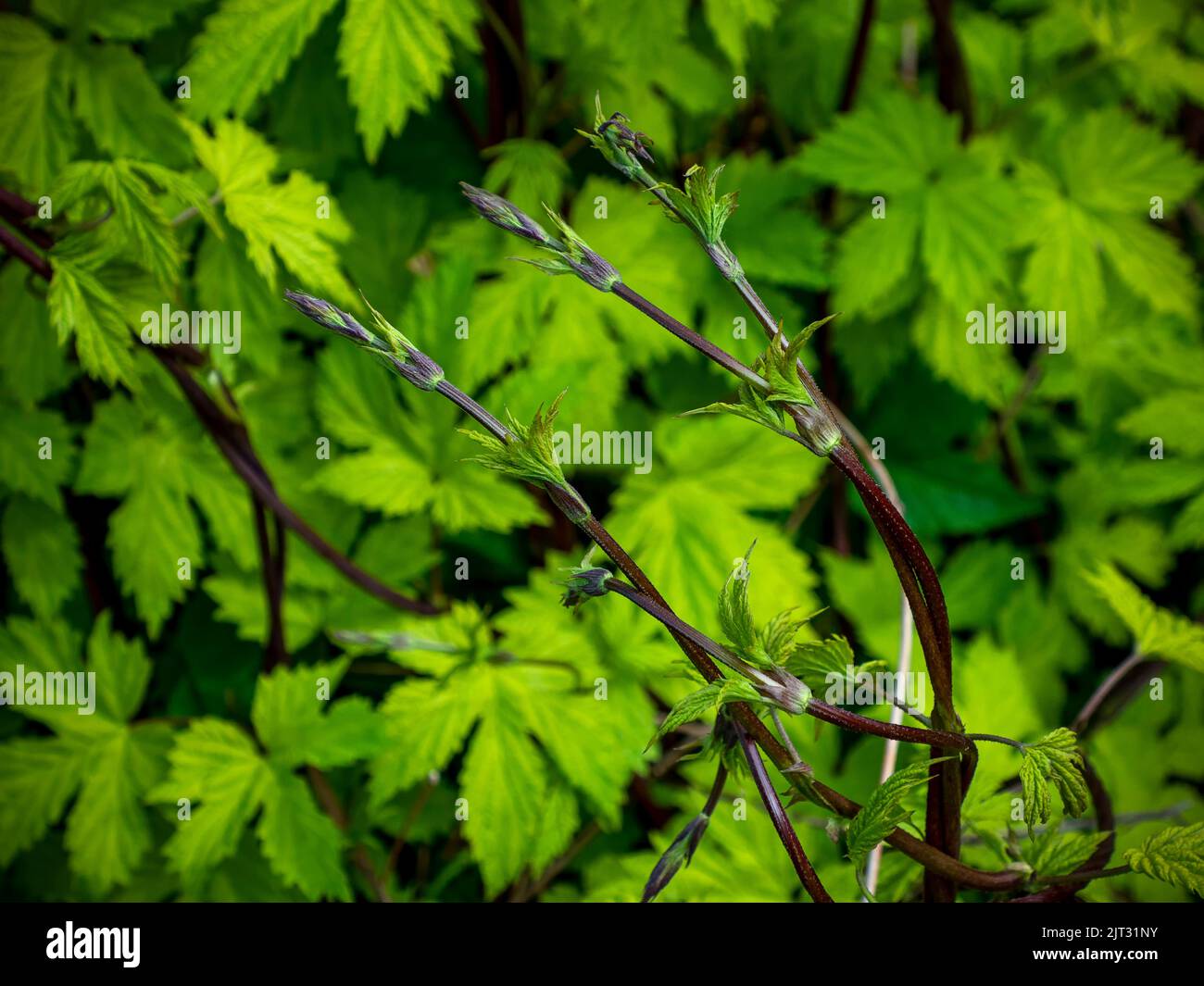Green leaves of the hop plant as a background Stock Photo - Alamy