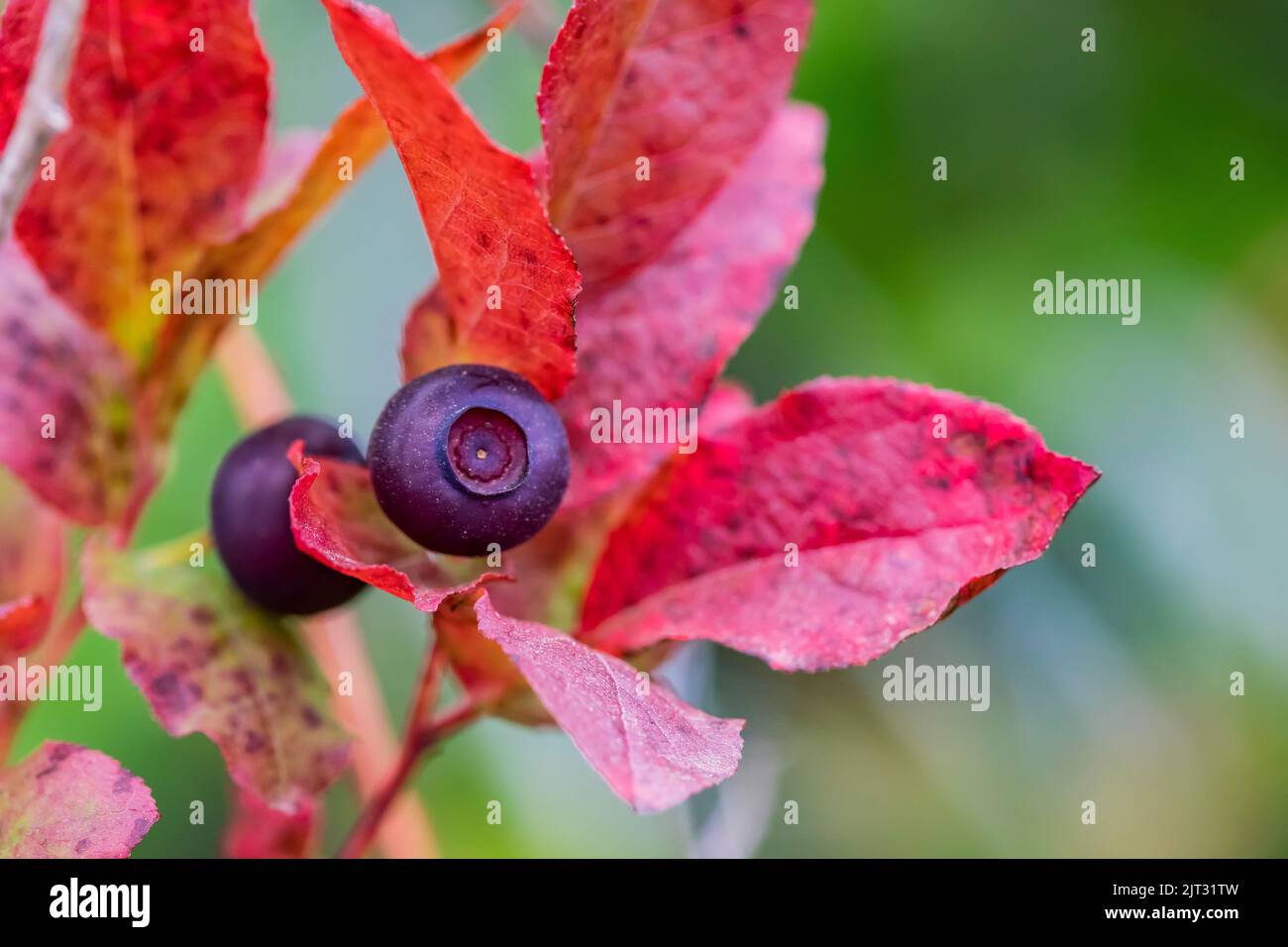 Tall Huckleberry, Vaccinium membranaceum, berries on Evergreen Mountain ...