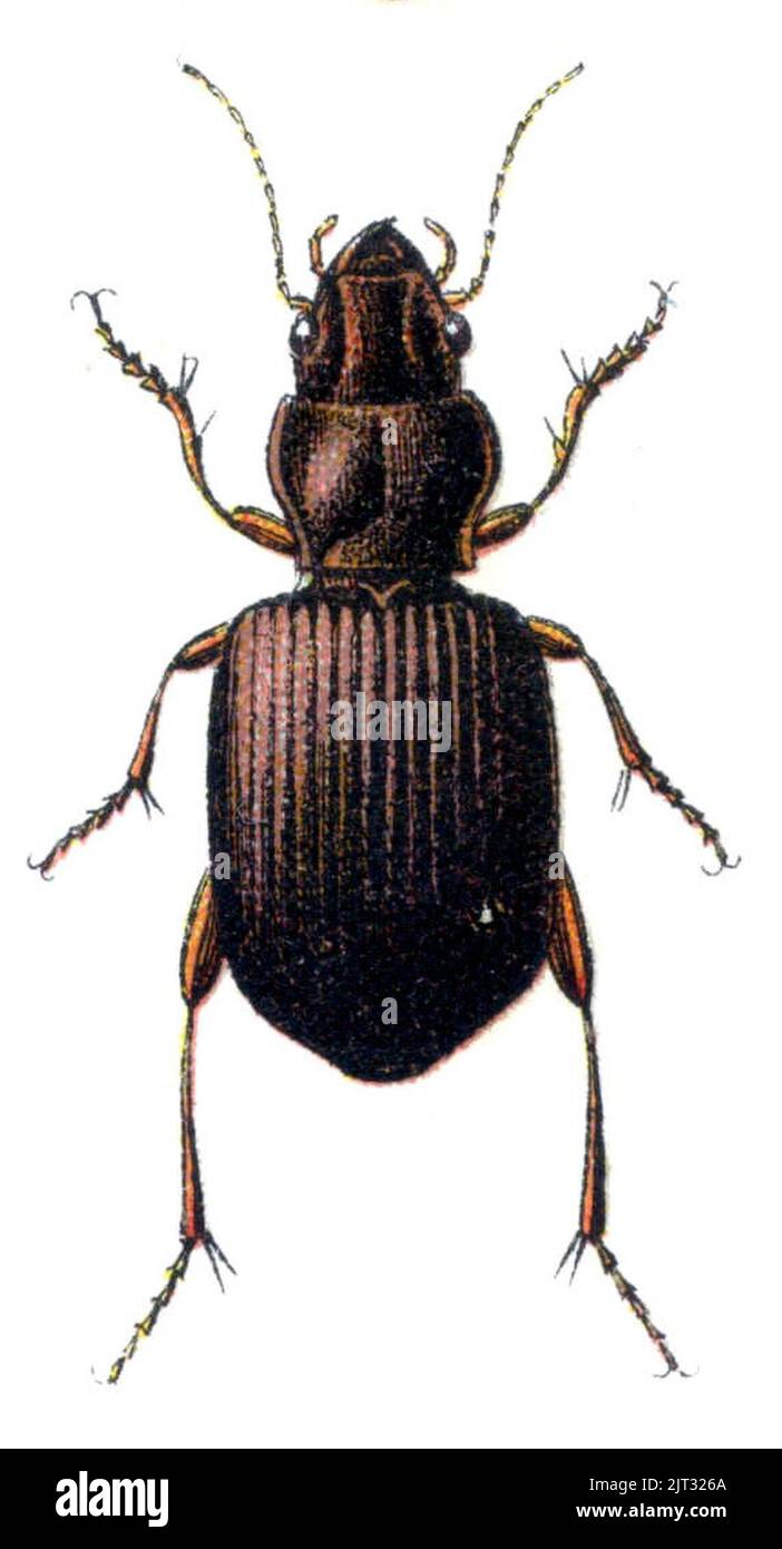 Rotundipennis hi-res stock photography and images - Alamy
