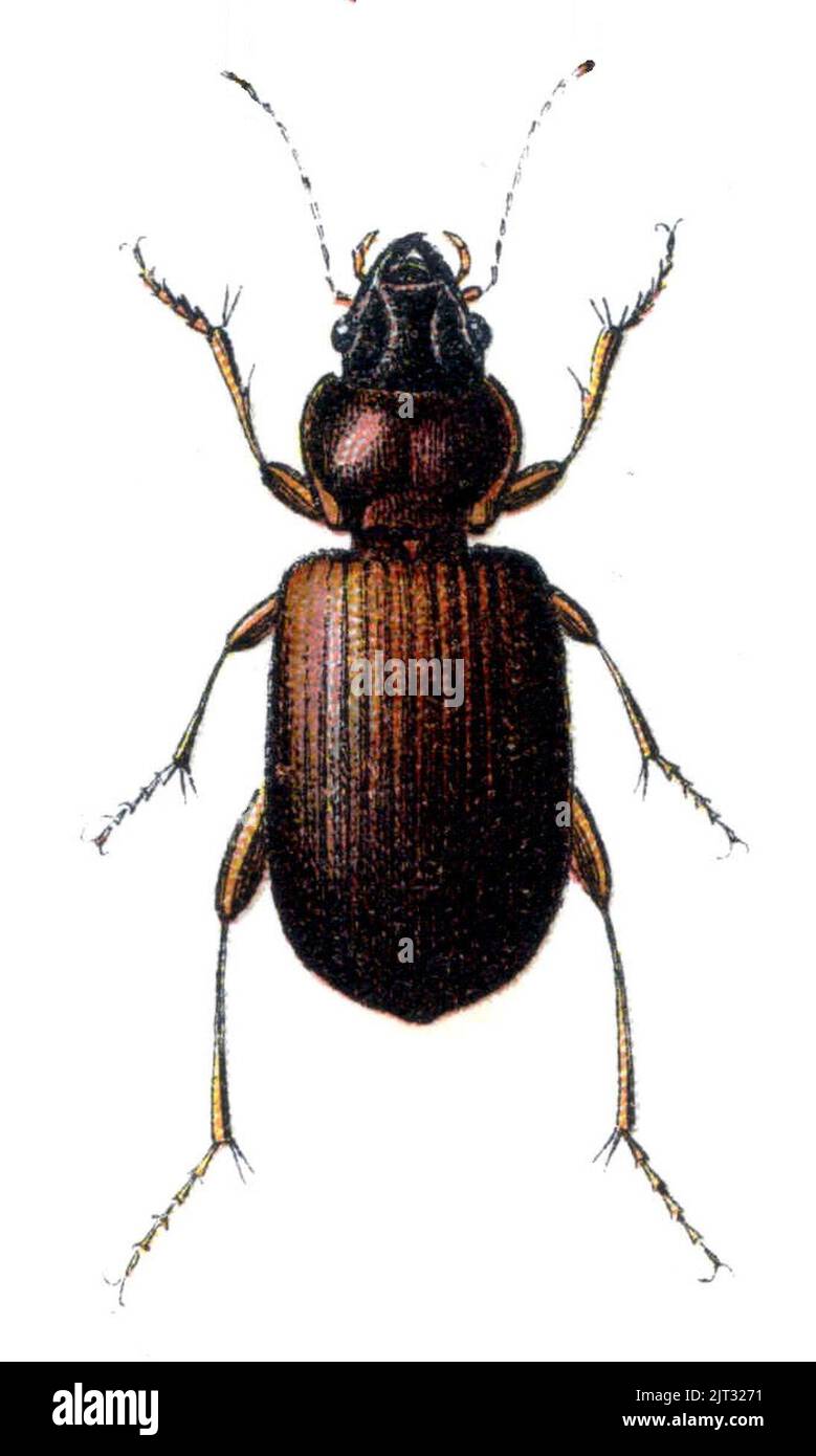 Trechus quadristriatus hi-res stock photography and images - Alamy