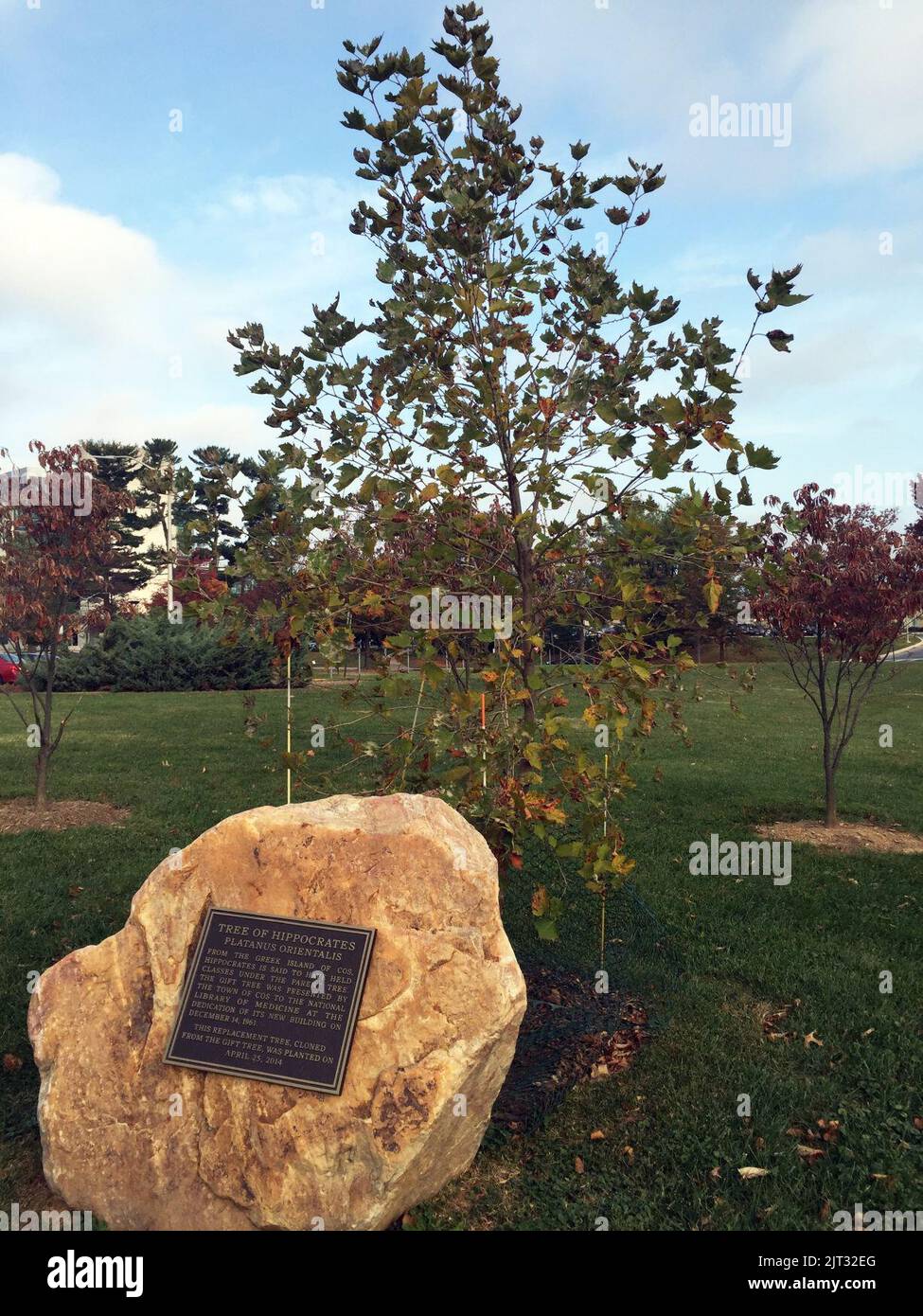 Tree of Hippocrates on the NIH campus (31015425903 Stock Photo - Alamy