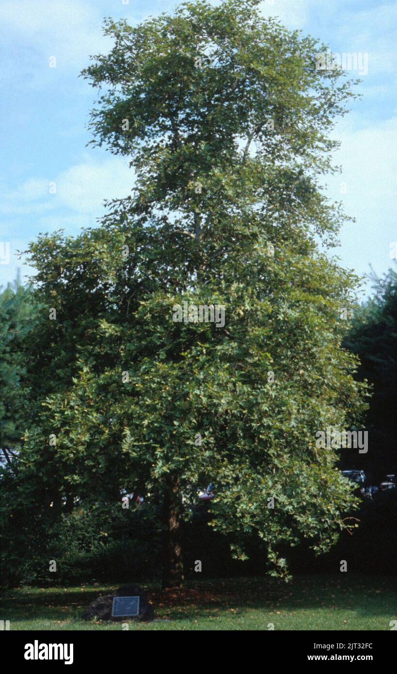 Tree of Hippocrates NIH Stock Photo - Alamy