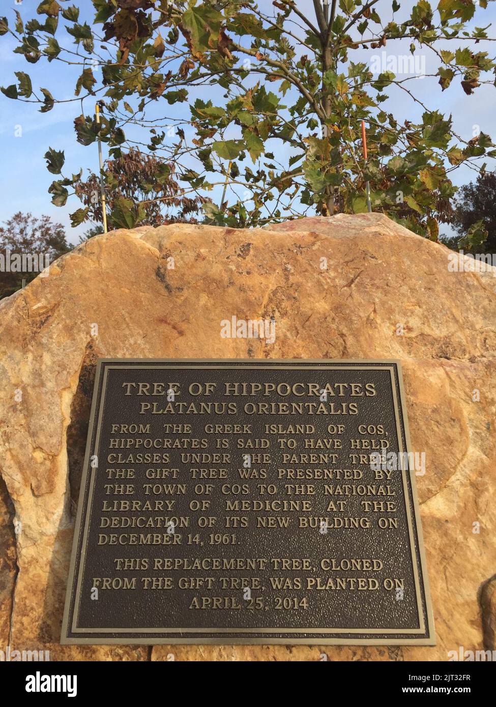 Tree of Hippocrates on NIH campus (31015425543 Stock Photo - Alamy
