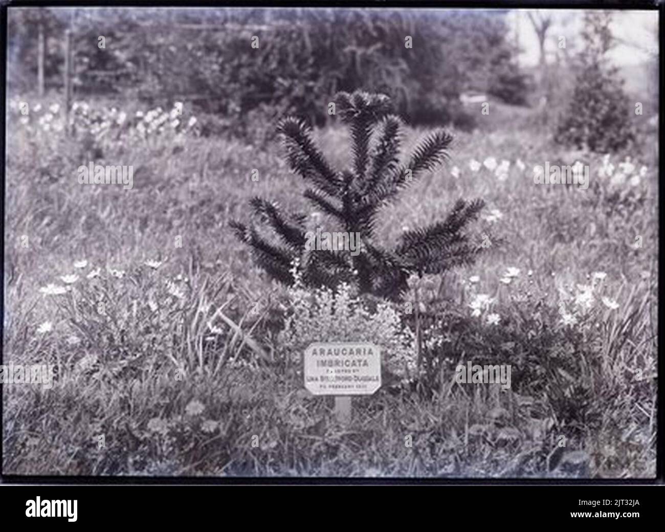 Tree planted at Eagle House by Una Stratford Dugdale Stock Photo - Alamy