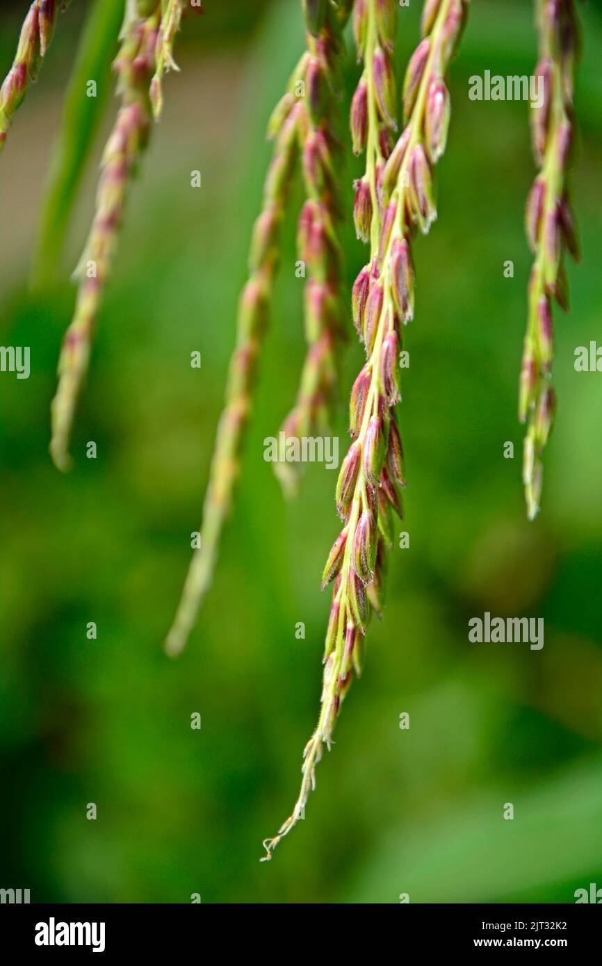 Zea mays flowers hi-res stock photography and images - Alamy