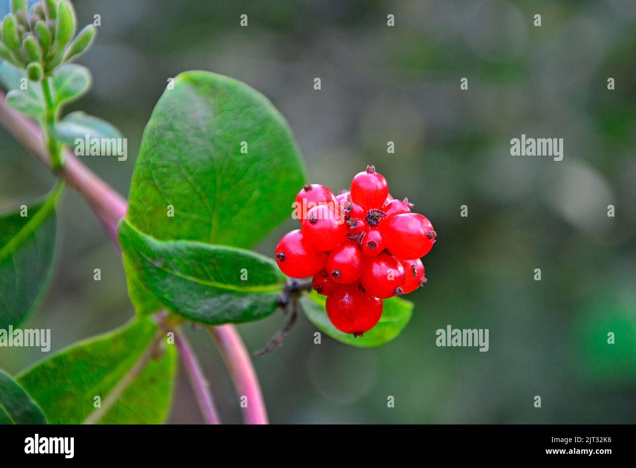 Bunch of bright red fruits lonicera periclymenum hi-res stock ...