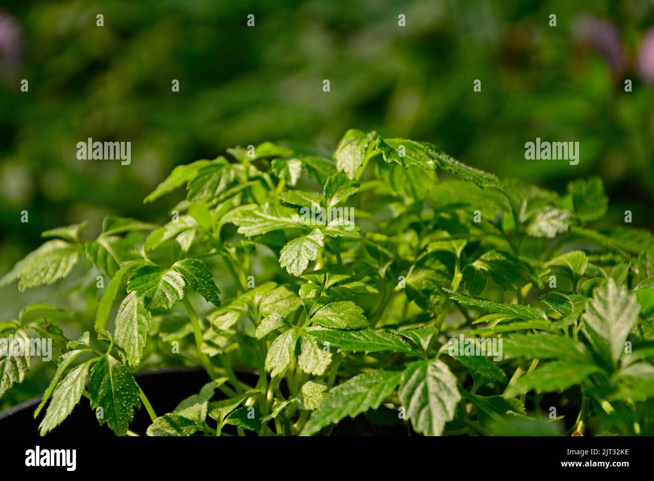 Longevity herb hi-res stock photography and images - Alamy