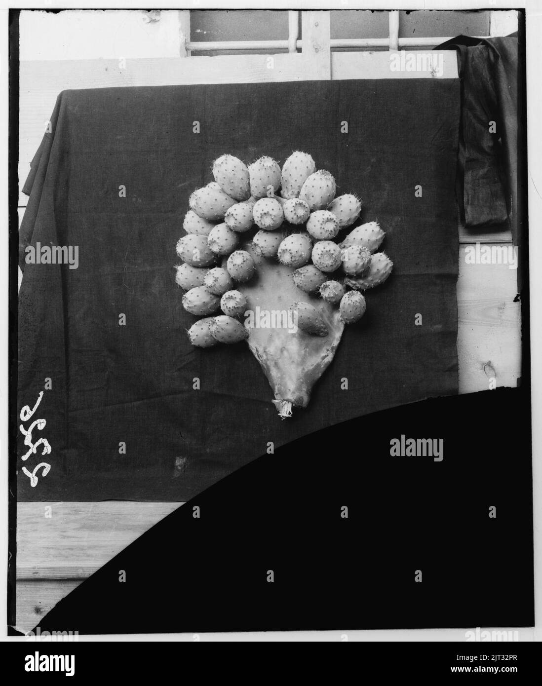 Trees and shrubs. Cactus figs. (Opuntia ficus-indica (L.) Mill Stock ...