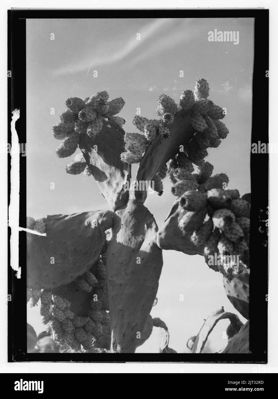 Trees and shrubs. Cactus figs. (Opuntia Ficus-indica (L.) Mill Stock ...