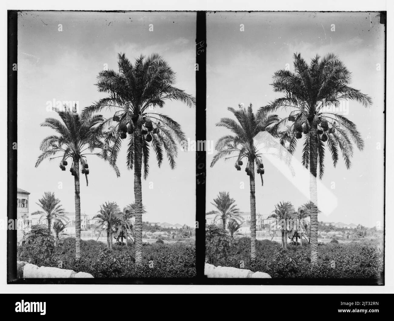 Trees and shrubs. Date palms. (Phoenix dactylifera L Stock Photo - Alamy