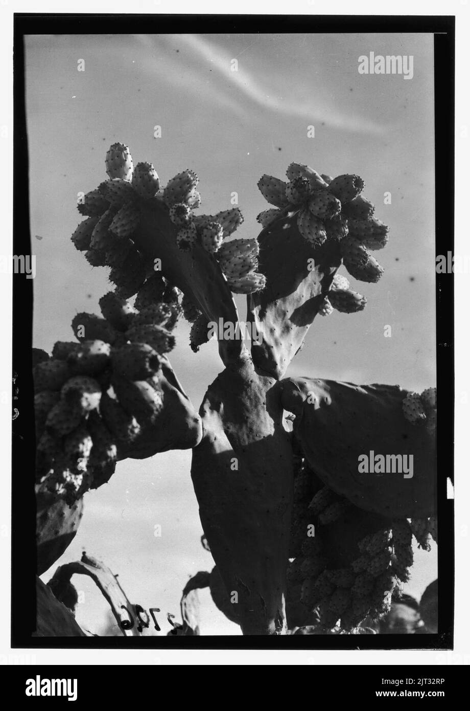 Trees and shrubs. Cactus figs. (Opuntia Ficus-indica (L.) Mill Stock ...