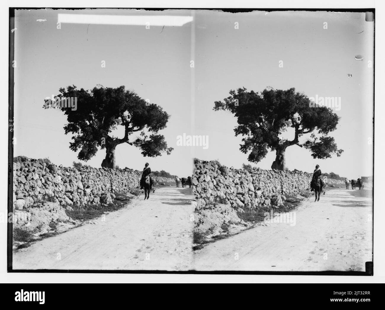 Trees and shrubs. Hackberry. (Celtis australis L Stock Photo - Alamy