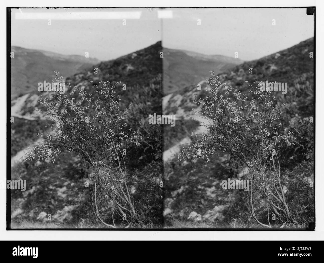 Trees and shrubs. Retem (Juniper). (Retama Roetam (Forsk.) Webb Stock ...