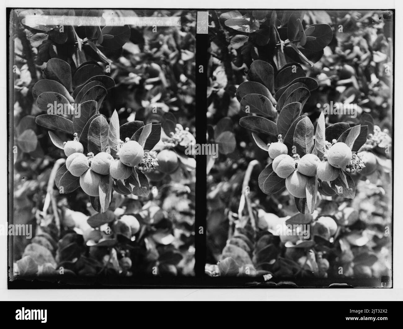 Trees and shrubs. Sodom apples, Engedi. (Calotropis procera R. Br Stock ...