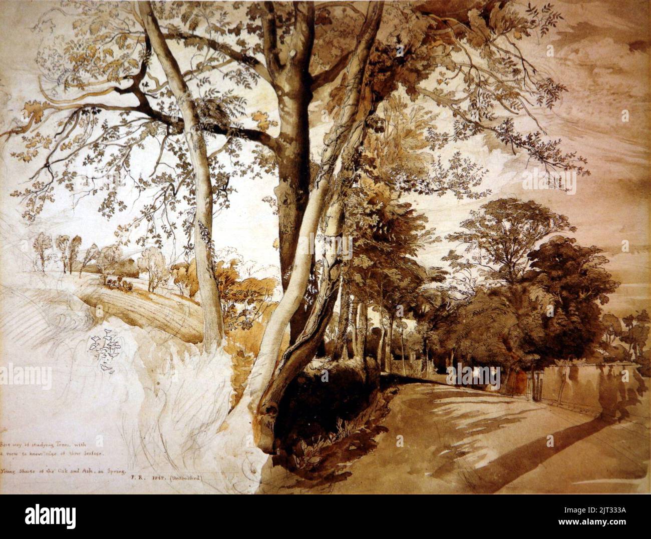 Trees in a lane Stock Photo - Alamy