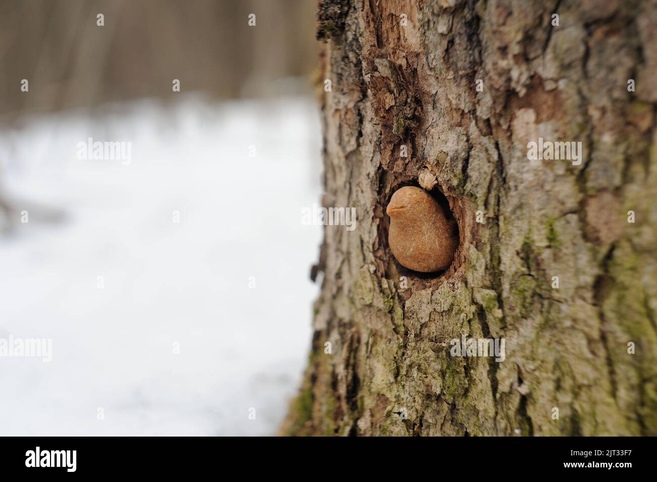 Zhavoronki, Russian rye cookies bird in hollow for spring equinox ...