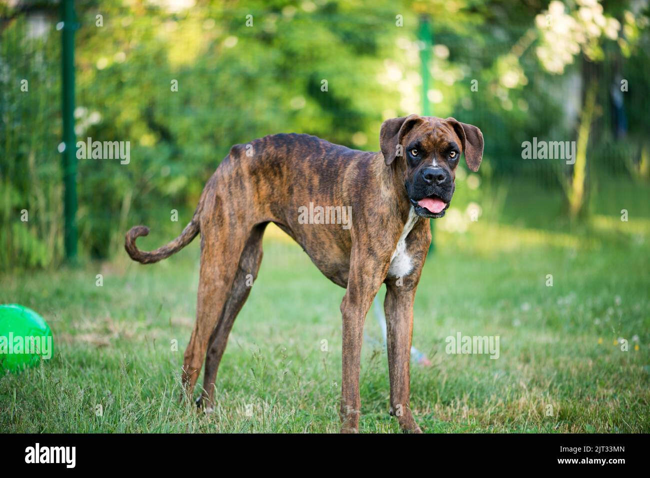 A cute brown Boxer Dog with a meadow and greenery in the background ...