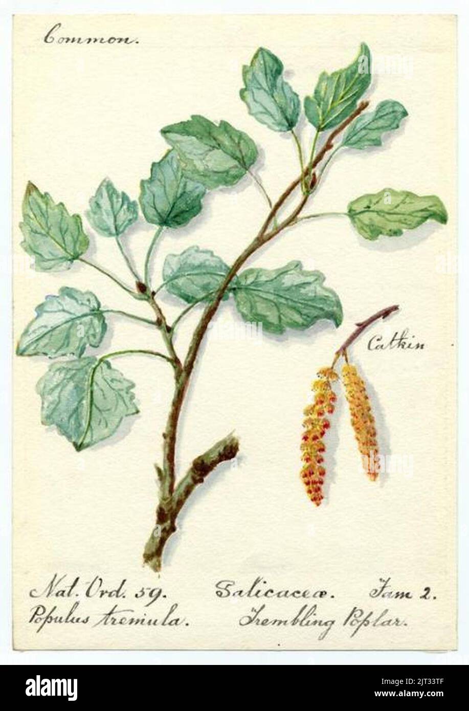 Trembling Poplar (Populus tremula) - William Catto - ABDAG016080 Stock ...