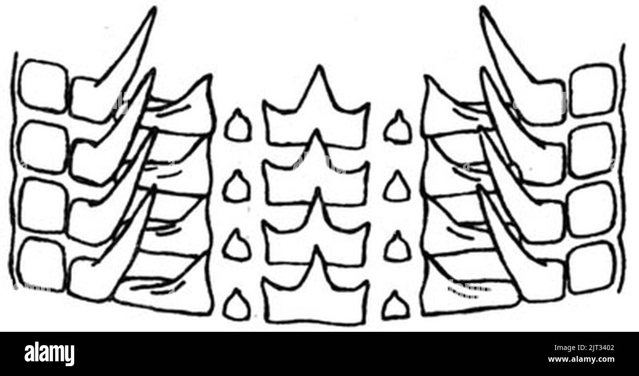 Tremoctopus violaceus radular teeth Stock Photo - Alamy