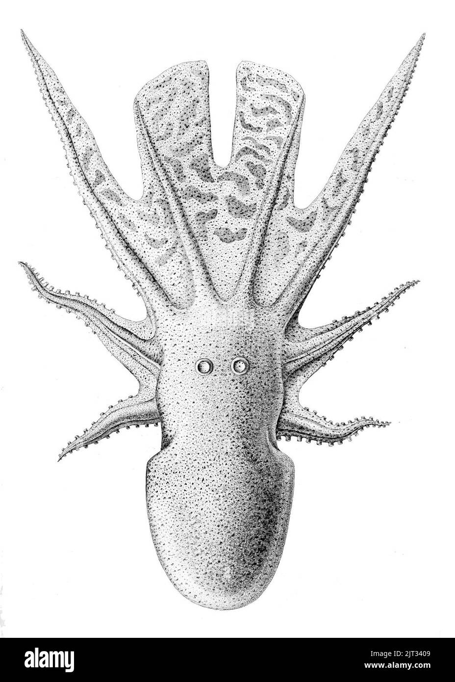 Tremoctopus violaceus hi-res stock photography and images - Alamy