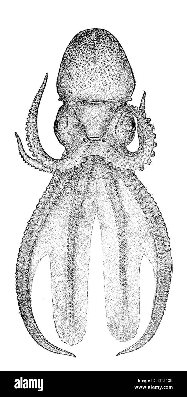 Tremoctopus hi-res stock photography and images - Alamy