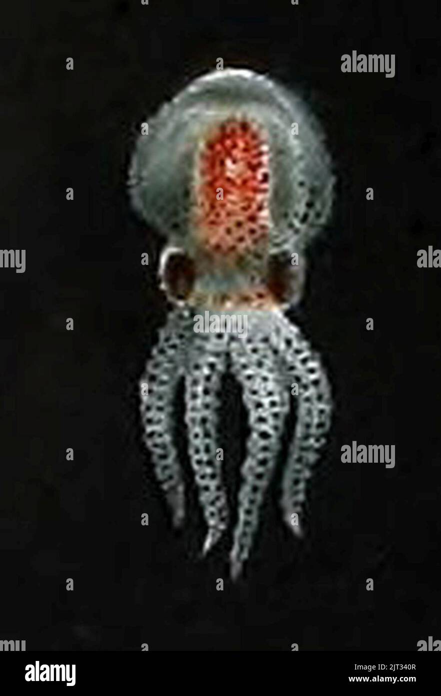 Tremoctopus violaceus juvenile Stock Photo - Alamy