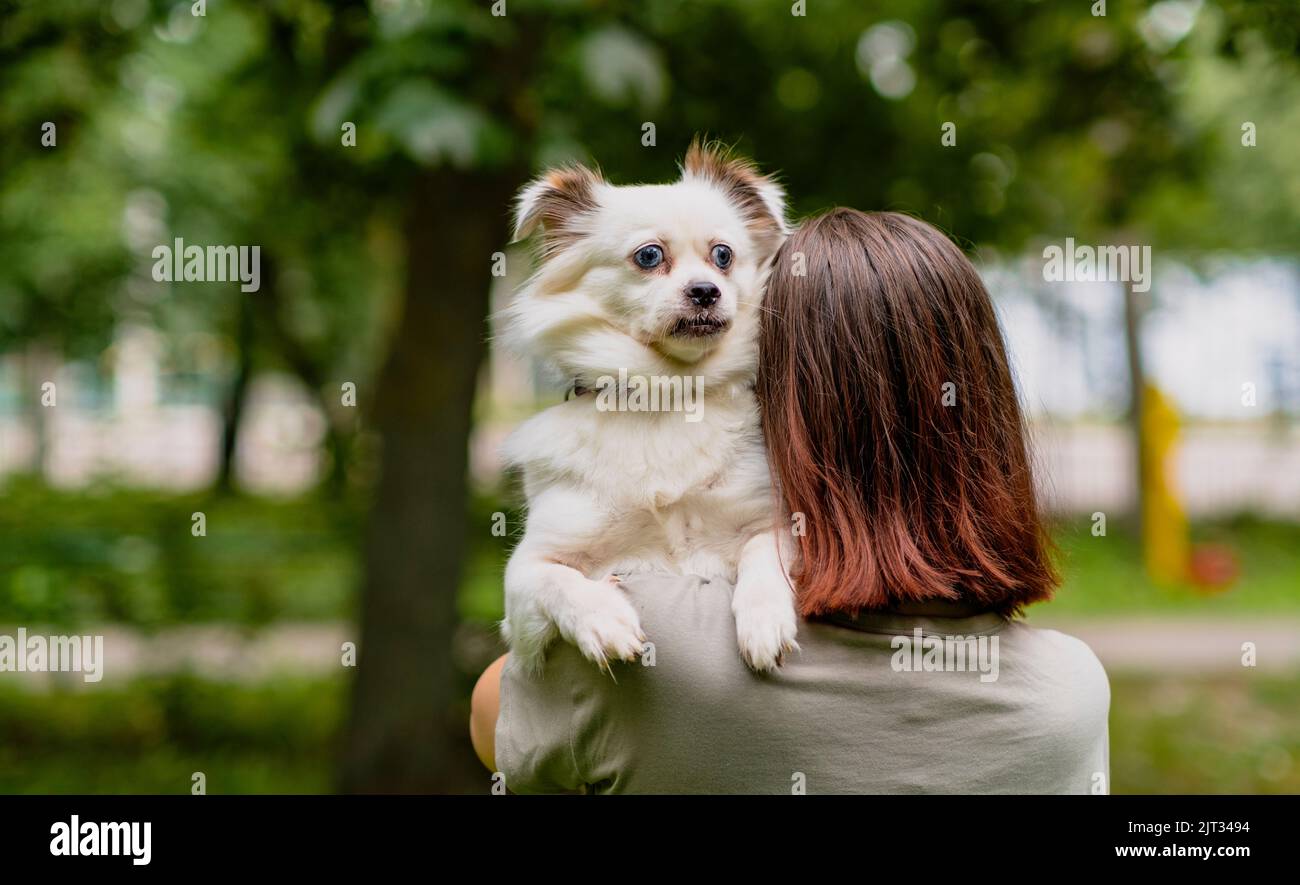 A charming white fluffy dog with pigeon eyes sits in a woman's arms ...