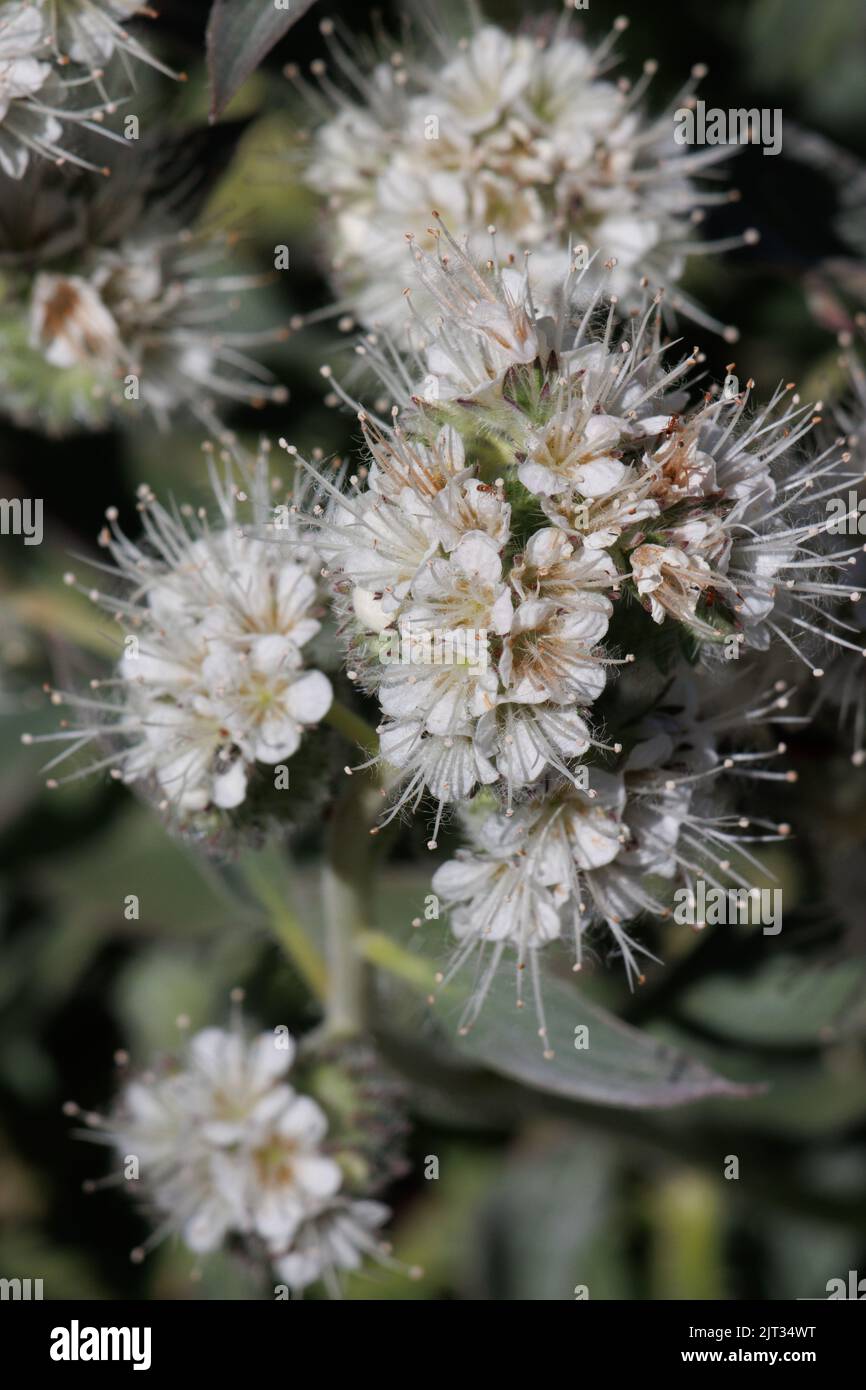 White scorpioid cymose panicle inflorescence of Phacelia Imbricata ...