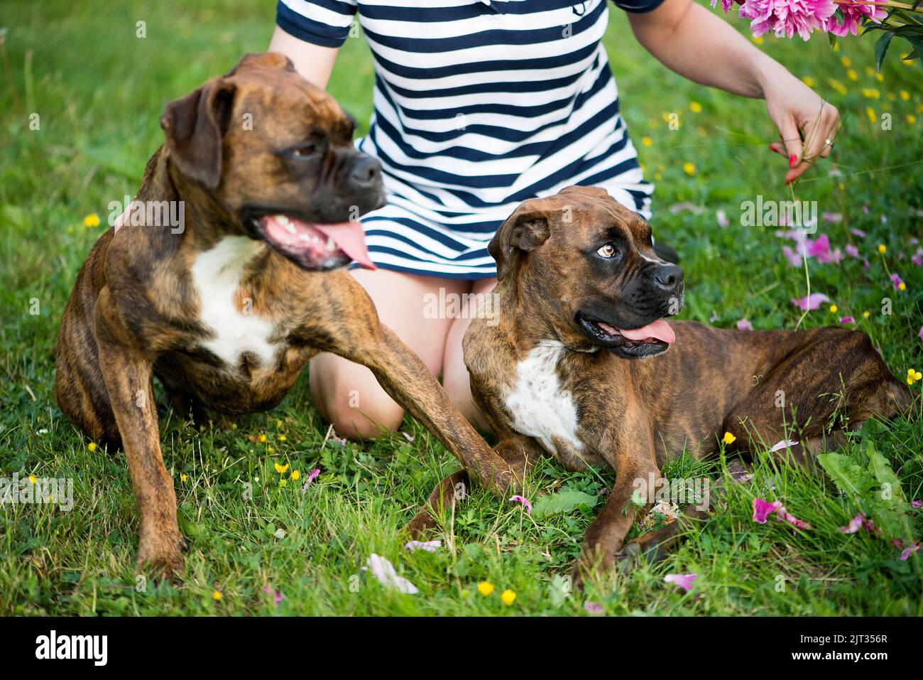 The owner laying on a meadow with cute brown Boxer Dogs Stock Photo - Alamy