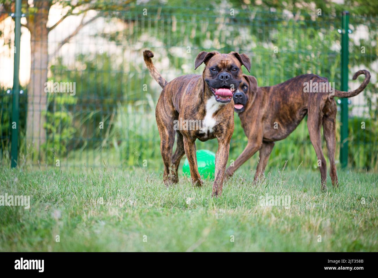Two excited brown Boxer Dogs on a grass playing with a ball Stock Photo ...