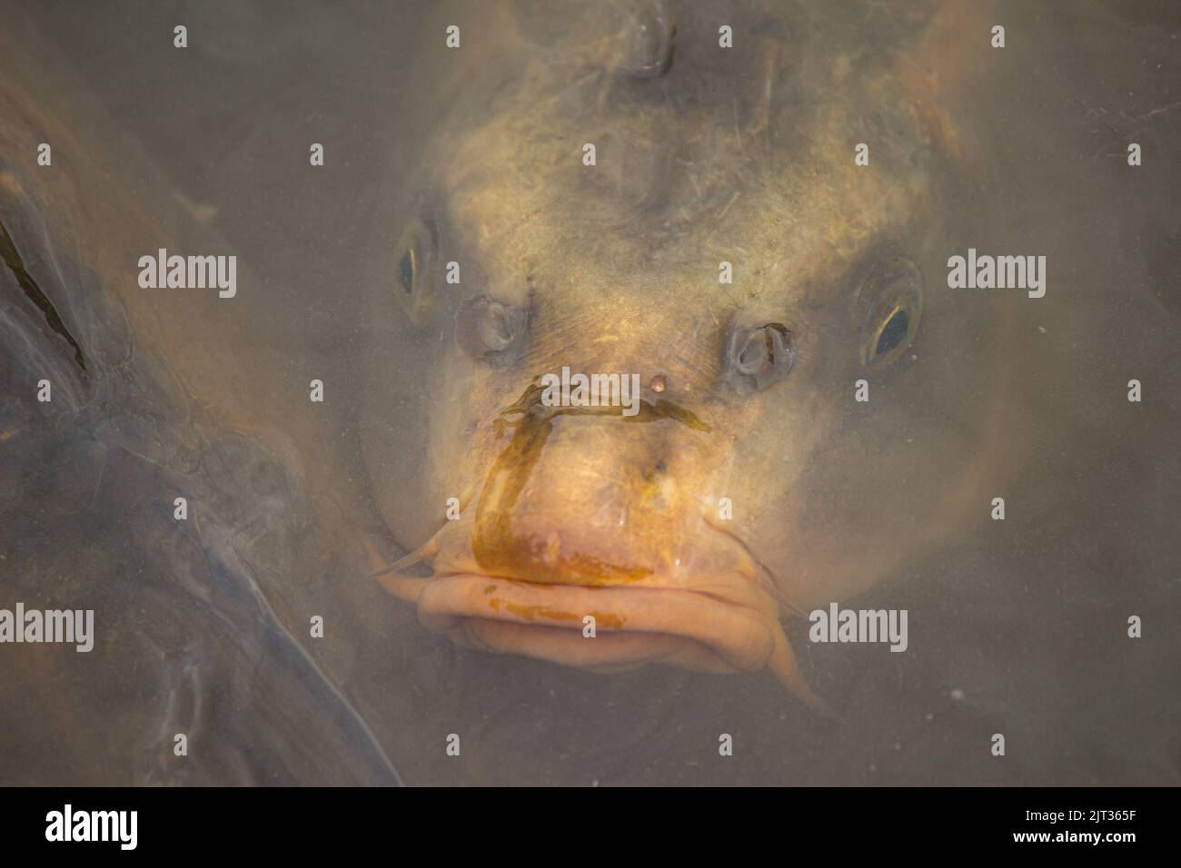 A closeup of a Carp fish face on the water surface Stock Photo - Alamy