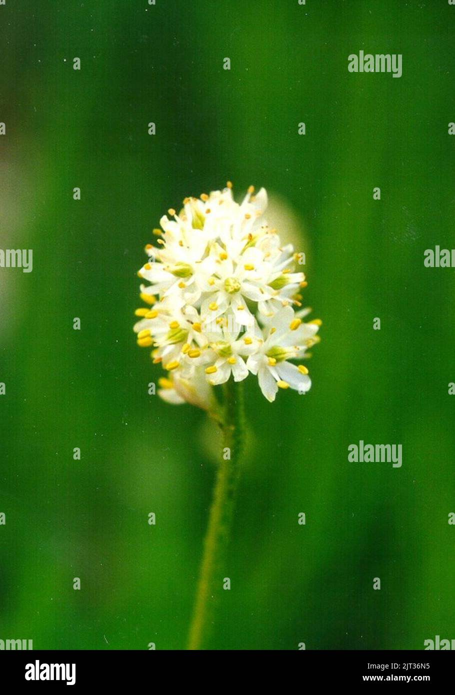 Triantha occidentalis hi-res stock photography and images - Alamy