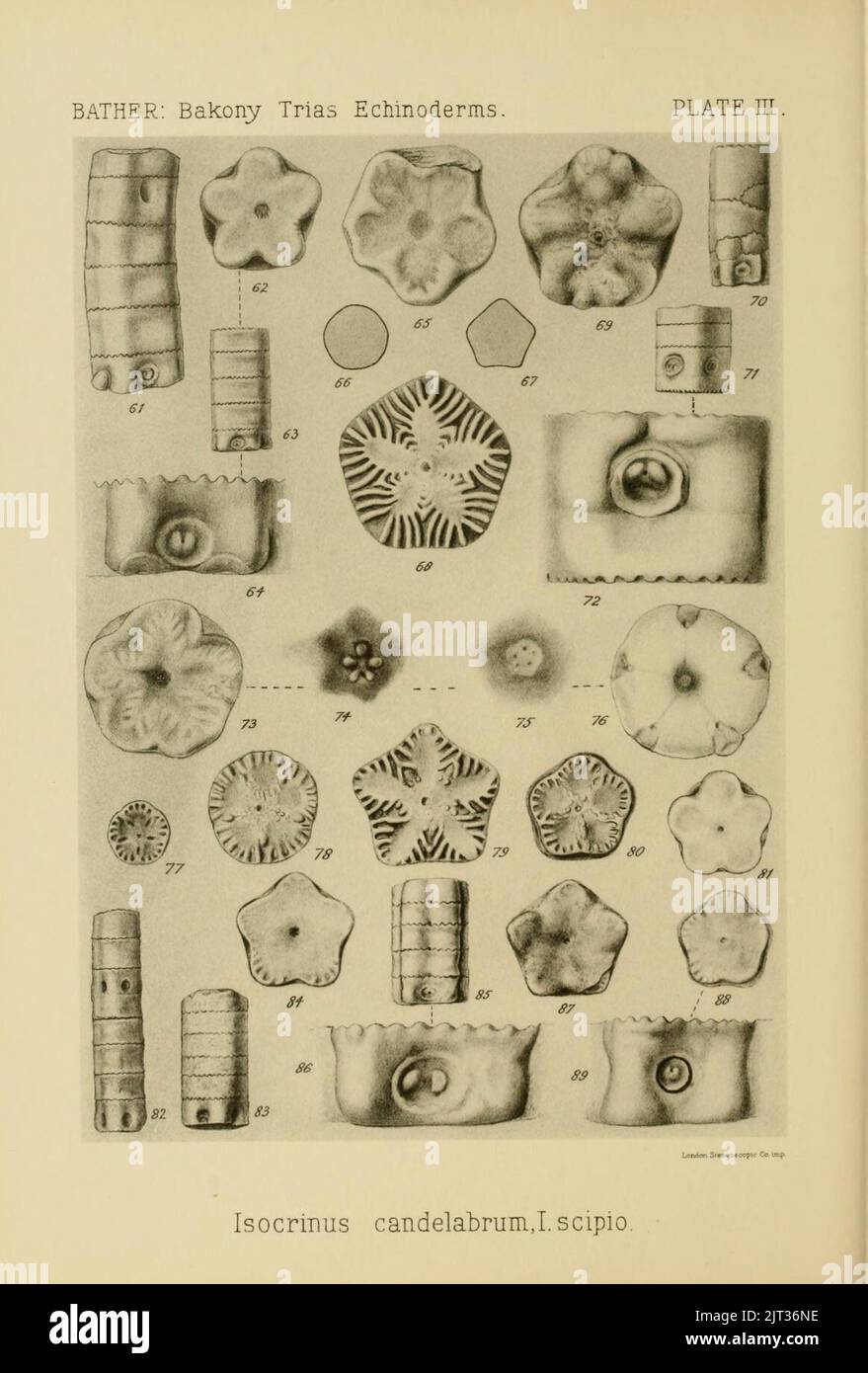 Triassic echinoderms of Bakony Stock Photo - Alamy