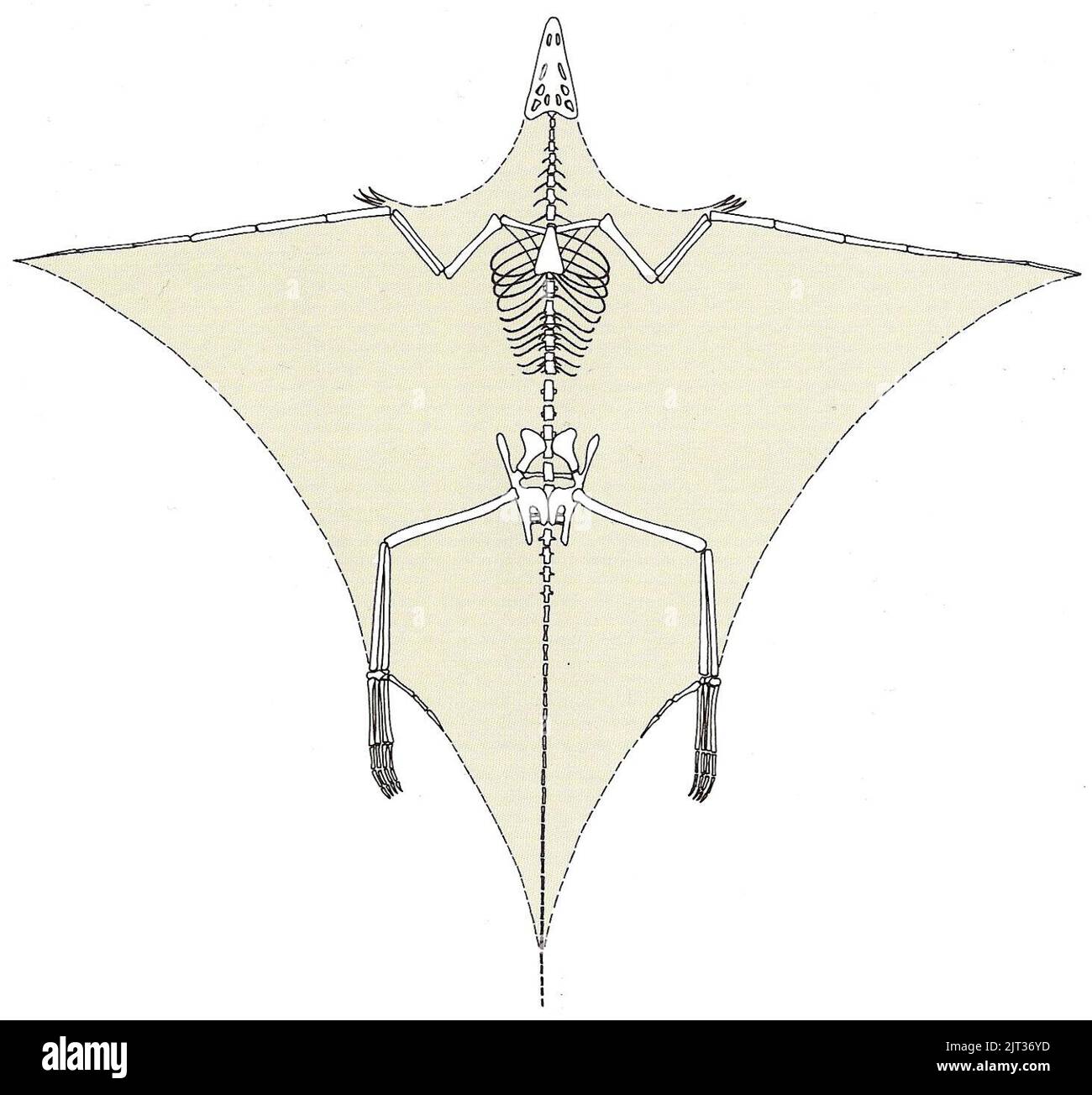 Tribelesodon hi-res stock photography and images - Alamy