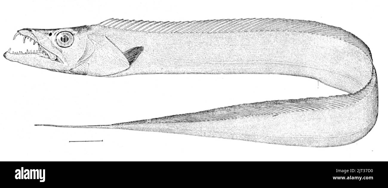 Trichiurus hi-res stock photography and images - Alamy