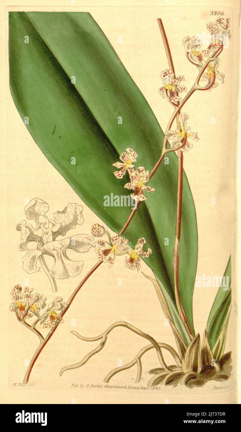 Trichocentrum carthagenense (as Oncidium huntianum) - Curtis' 67 (N.S ...