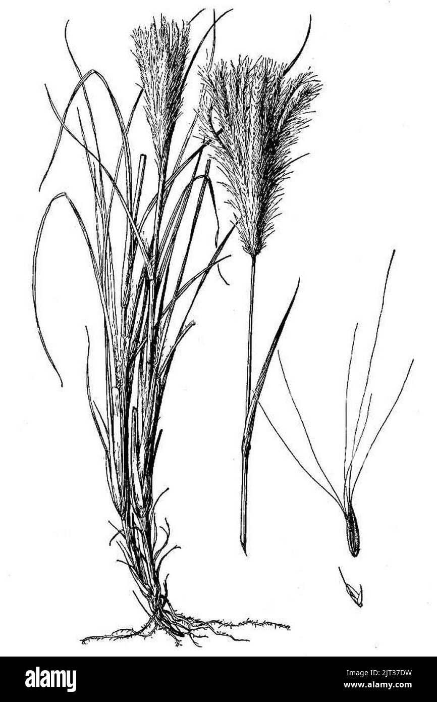 Trichloris crinita drawing Stock Photo - Alamy