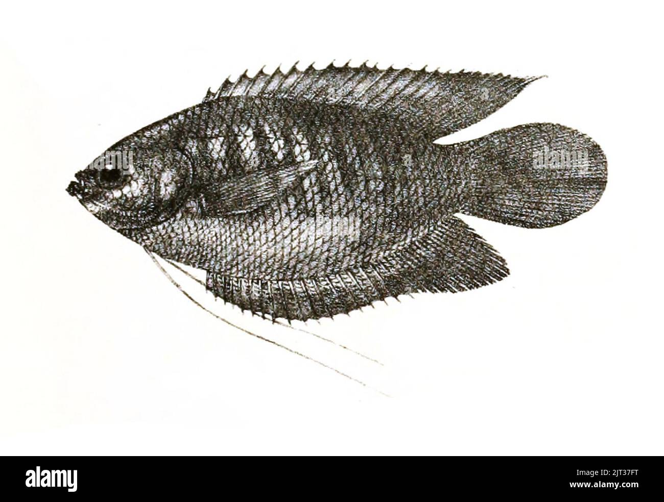 Labiosus hi-res stock photography and images - Alamy