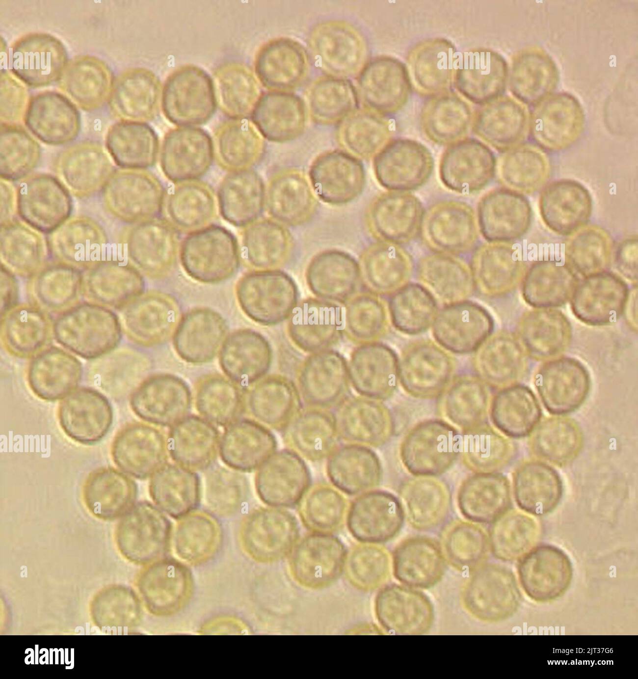 Trichoderma hi-res stock photography and images - Alamy