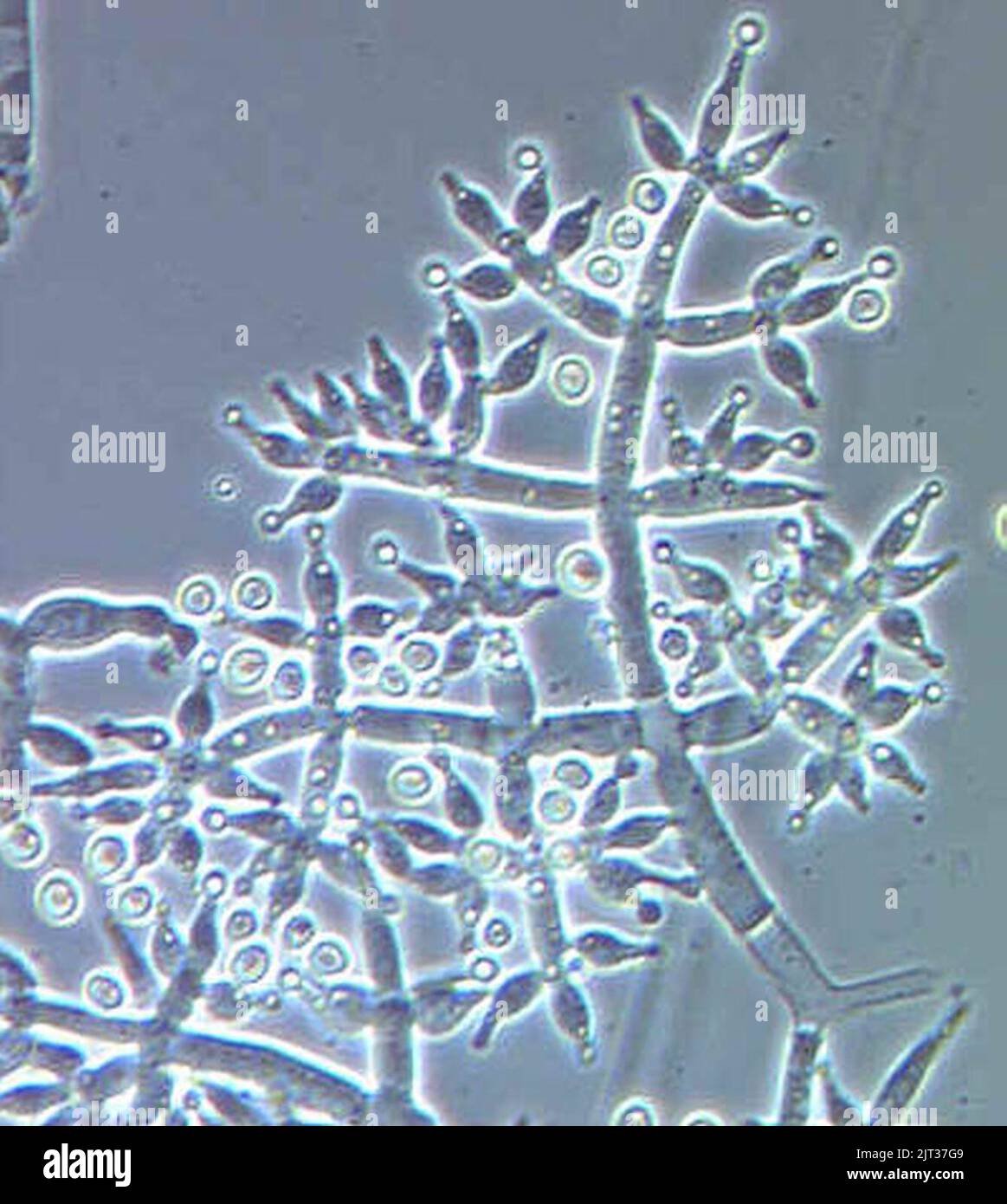 Trichoderma hi-res stock photography and images - Alamy