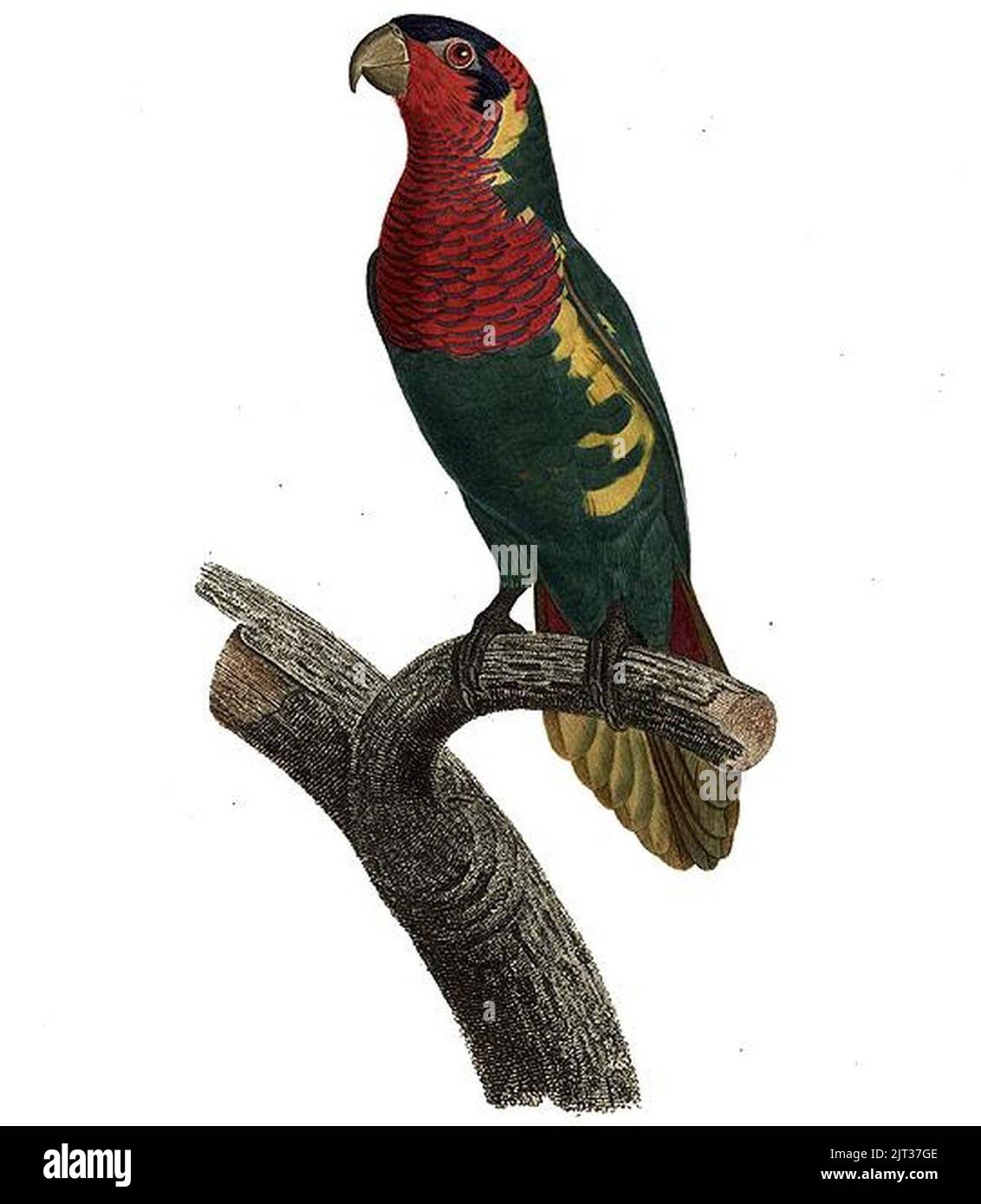 Trichoglossus ornatus - Barraband Stock Photo - Alamy