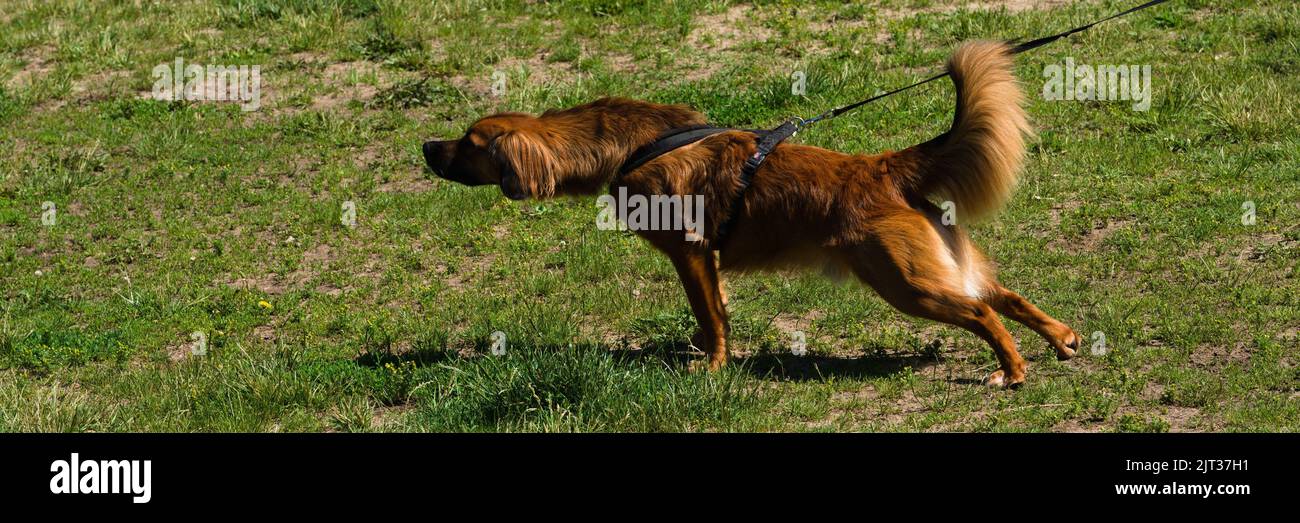 The toller breed dog walking on a leash, close-up Stock Photo - Alamy