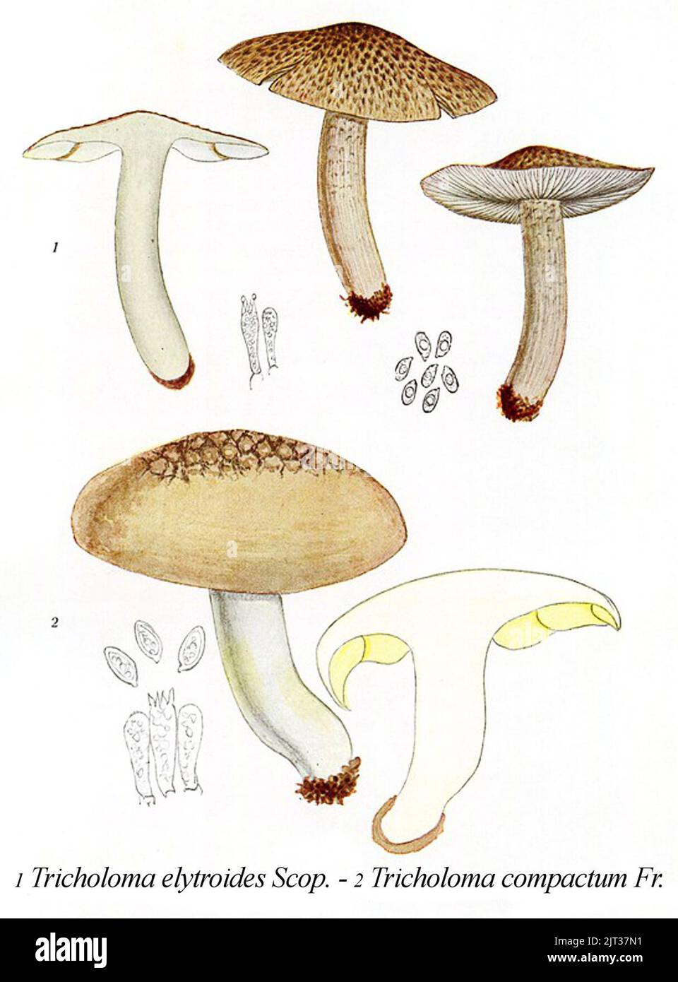 Tricholoma elytroides compactus-Icon-Mycol.-Tab-84 Stock Photo - Alamy