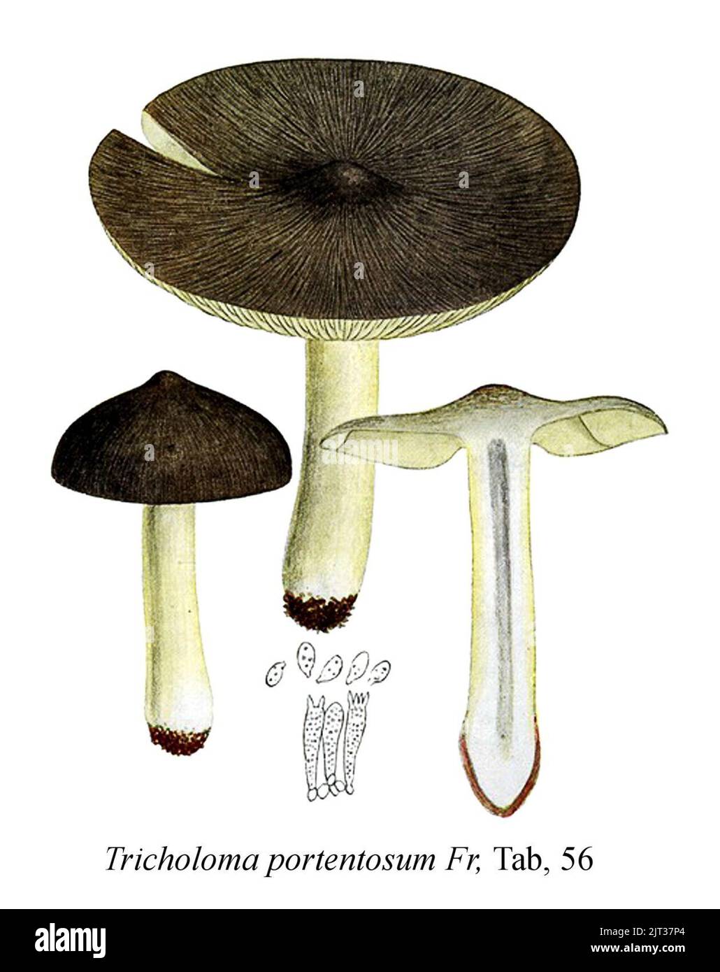 Mycol Cut Out Stock Images & Pictures - Alamy