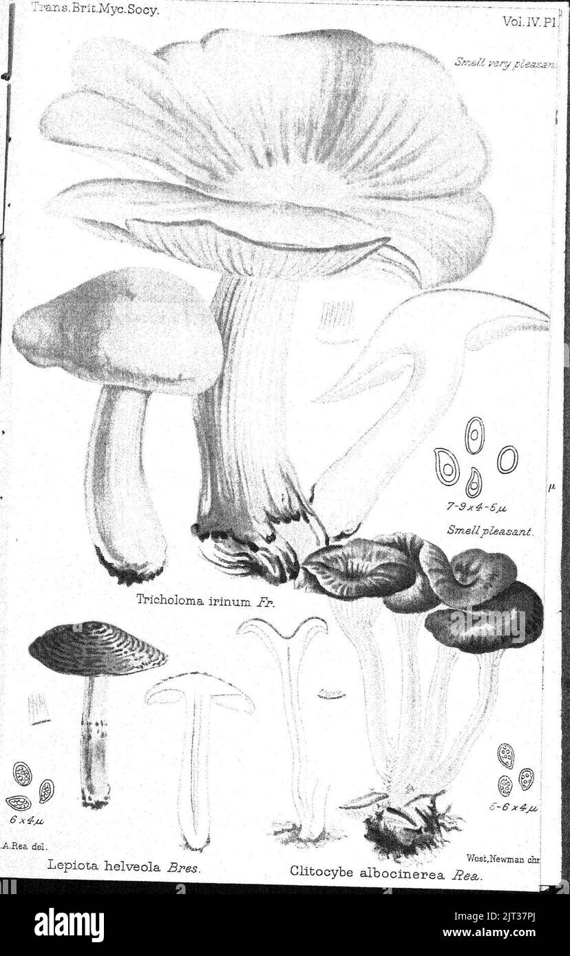 Tricholoma irinum by Emma Amy Rea Stock Photo - Alamy