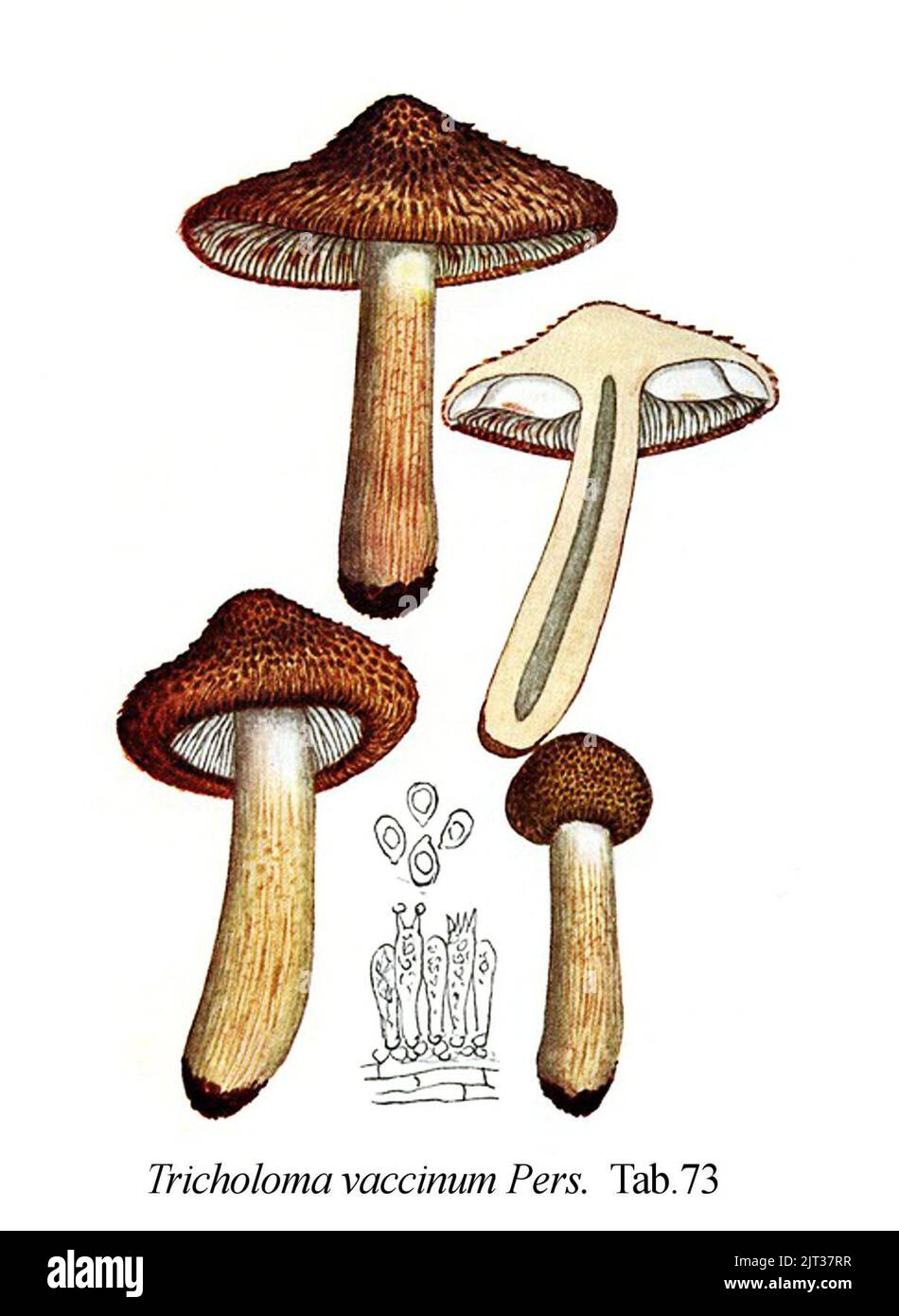 Mycol Cut Out Stock Images & Pictures - Alamy