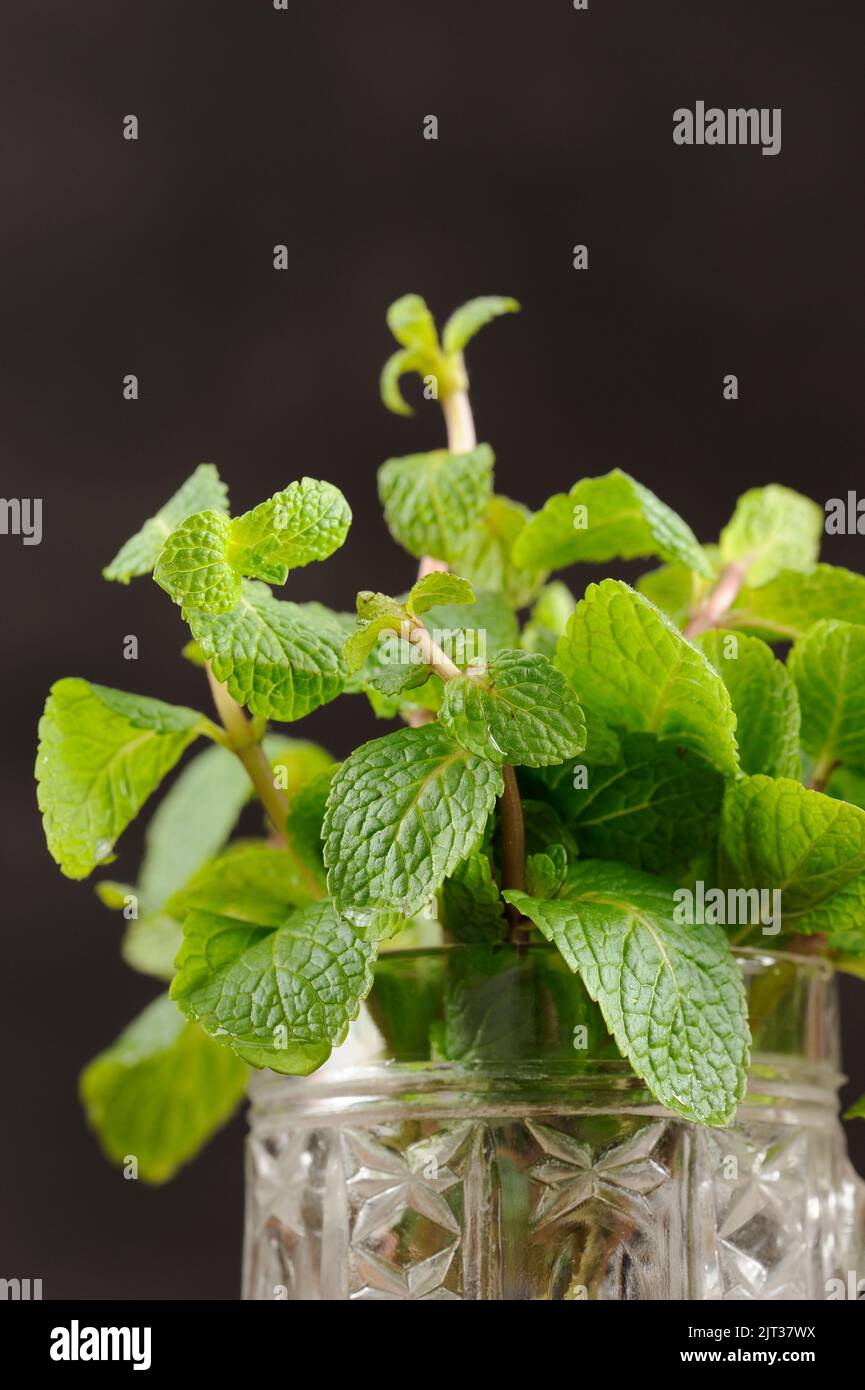 Fresh mint in glass mug on black background closeup macro vertical ...