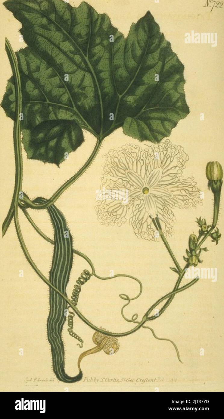 Anguina anguina hi-res stock photography and images - Alamy